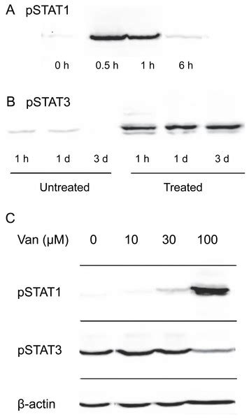 Off Target Effects Of Protein Tyrosine Phosphatase Inhibitors On Oncostatin M Treated Human