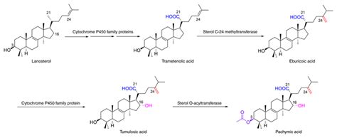 Putative Biosynthetic Pathway From Lanostane To Pachymic Acid