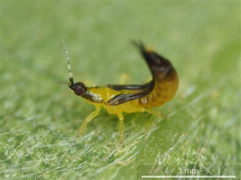 アザミウマ目 長坂蛾庭
