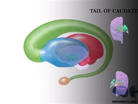 Basal Ganglia 3d Basal Ganglia Deep Brain Nuclei By Danman