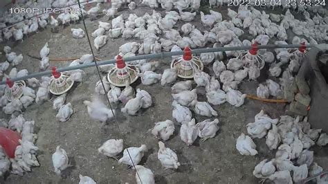 Ultimate Chicken Groups Object Detection Dataset V1 2022 11 08 10 05pm By Terior