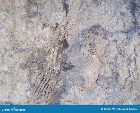 Disturbed Ground Soil Texture Stock Image Image Of Erosion Invasion