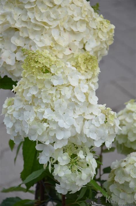 Hydrangea Paniculata Magical Mont Blanc Kolmamon Hortensja Bukietowa