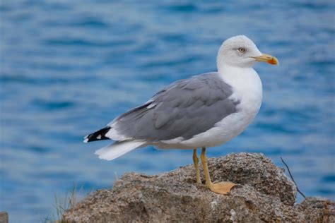 gaivotas selvagens na natureza ao longo das falésias da costa brava catalã mediterrâneo
