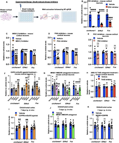 Figure 1 From Regulation Of Neuronal Circhomer1 Biogenesis By Pka Creb Erk Mediated Pathways And