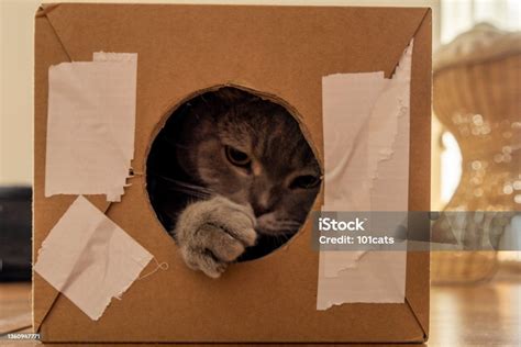 찢어진 골판지 상자 안에 호기심 고양이가 둥근 구멍을 통해 밖으로 보인다 0명에 대한 스톡 사진 및 기타 이미지 0명 가축 갈고리 발톱 Istock