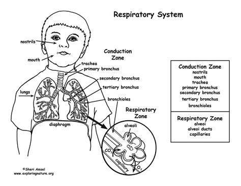 Respiratory System Worksheets Middle School