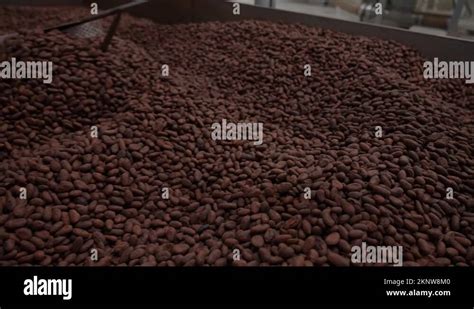 Cocoa Bean Fermentation Stock Videos And Footage Hd And 4k Video Clips Alamy