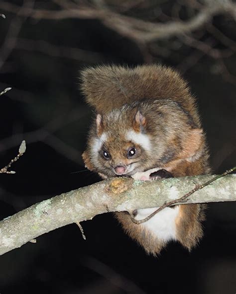Flying Squirrels In Japan Characteristics Behavior Species