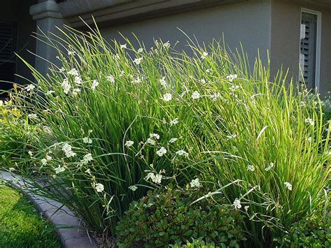 Find Plants Fortnight Lily