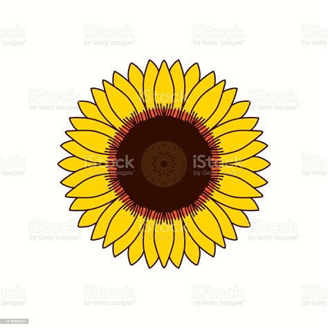 노란 해바라기 벡터 그림 선 그리기 식물 꽃 그림입니다 노란 여름 꽃입니다 개념에 대한 스톡 벡터 아트 및 기타 이미지 개념