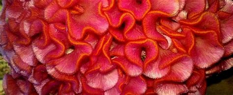 Brain Flower Celosia Cristata Goffle Brook Farms