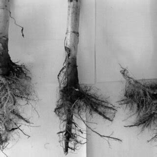 Soybean Root System In Case Of Fertilizers Placement At The Depth Download Scientific