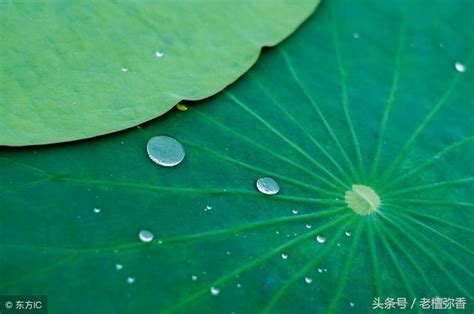 每日一對51上聯雨落碧荷珠散聚請賜下聯 每日頭條