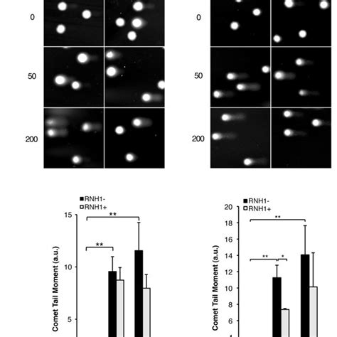 Trabectedin And Lurbinectedin Caused R Loop Dependent Dna Damage