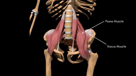 Hip Flexor Explained At Zane Morrison Blog