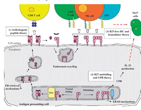 Hla B27 Bld Donr Ql Semantic Scholar