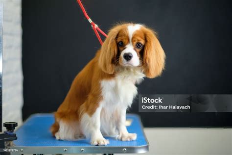 검은 배경 앞 탁자 위의 기병대 왕 찰스 스패니얼 개는 테이블에서 떨어지는 것을 막기 위해 밧줄로 묶여 있습니다 0명에 대한