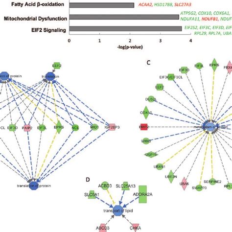 Biological Processes Predicted To Vary With Sex In Control Embryos A