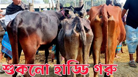 চান্দিনা হাট থেকে শুকনো হাড্ডি গরুর দাম জানুন কুমিল্লা গরু বাজার ২০২৩