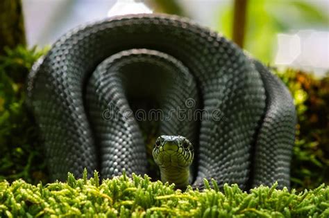 The Grass Snake Natrix Natrix Sometimes Called The Ringed Snake Or