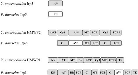 Schematic Representation Of The Functional Domains Predicted For The P Download Scientific