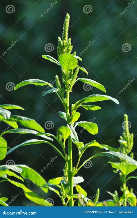 In Nature As A Weed Grows Common Amaranthus Stock Image Image Of Botanical Background 225932379