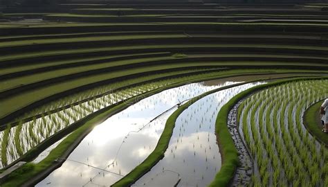 Flooded Rice Paddy Fields Reflection Showcasing Waterlogged Agriculture And Reflective