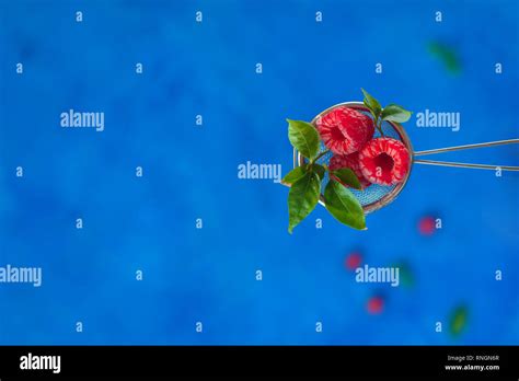Fresh Raspberry Berries In A Steel Strainer On Vibrant Blue Background With Copy Space Stock