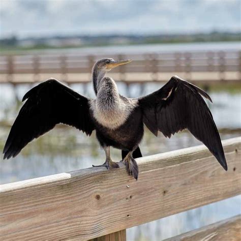 Anhinga Vs Cormorant Difference Similarities And Best Features