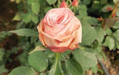 8朵玫瑰花代表什么意思 蜜源植物 酷蜜蜂