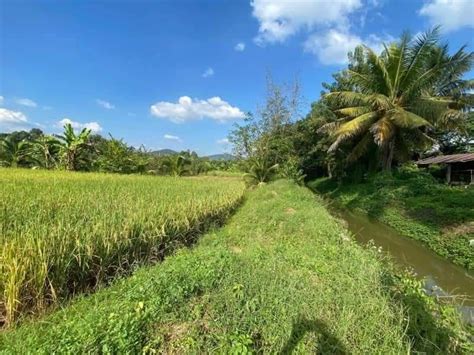 ขายที่ดินวิวทุ่งนาติดถนนลาดยางติดน้ำลวงเหนือดอยสะเก็ตพร้อมโอน ที่ดินร้อยแปด คอม