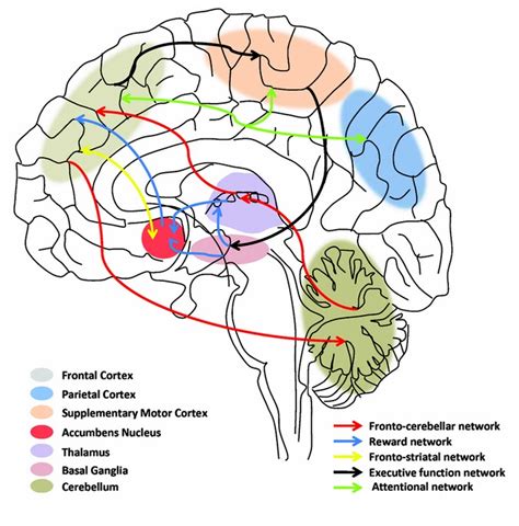 Autisme Information Science Abnormalities In Fronto Striatal