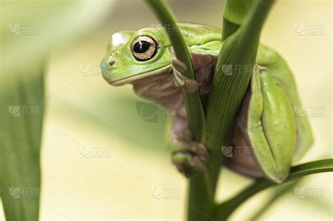 澳大利亚绿树蛙