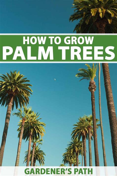 How To Grow And Care For Palm Trees Gardeners