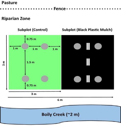 Diagram Of A Main Plot For A Single Tree Species 6 M × 3 M The Main