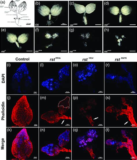 Morphological Organization Of 2 Day Old Adult Ovaries In Wild Type And