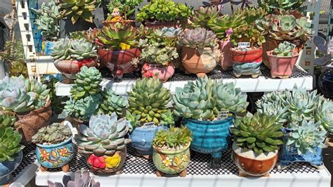 어젯밤 칼슘제 살균살충제뿌린옥상 다육이 살펴보니까 애벌레 있어요 햇빛 강렬해서 잘 달궈지네요 마리아금 미니벨금 Succulents 노지 초보다육