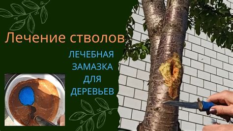 Рецепт лечебной замазки для лечения стволов деревьев. - YouTube