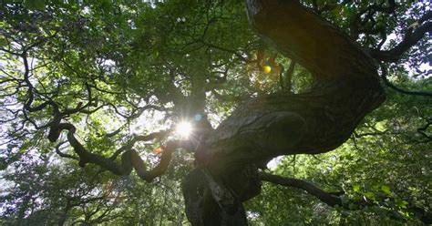 How Much Oxygen Does A Tree Produce What You Need To Know