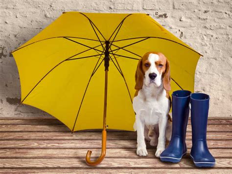 比格犬和黄色雨鞋蓝色雨靴特写图片 狗狗在主人雨伞和雨靴边等待素材 高清图片 摄影照片 寻图免费打包下载