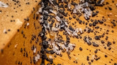 Wondering What Bed Bug Eggs Look Like Heres What To Look For