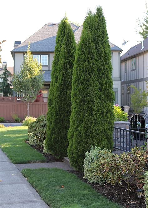 Emerald Green Arborvitae