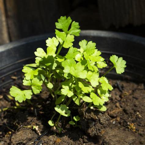 Germinación Del Cilantro Paso A Paso Nucleo Jardin