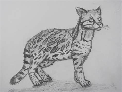 Ocelot Sketch By SelkieKat On DeviantArt
