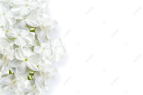아름 다운 재스민 꽃 배경 하얀 배경 의 위에 배경 일러스트 및 사진 무료 다운로드 Pngtree