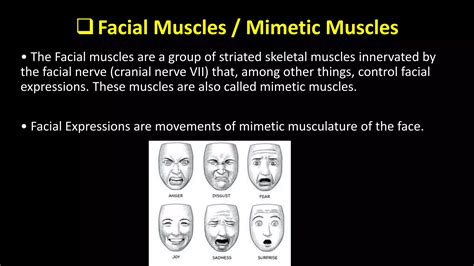 Muscles Of Facial Expressions Pptx
