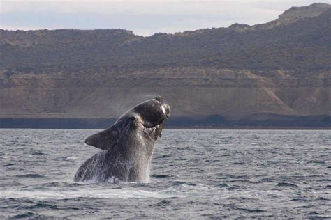 13 Wild Animals In Comoros Wildlife In Comoros Kevmrc