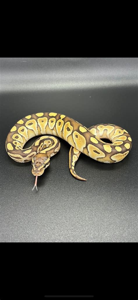 Pastel Mojave Ball Python By Candc Exotic Reptiles Morphmarket
