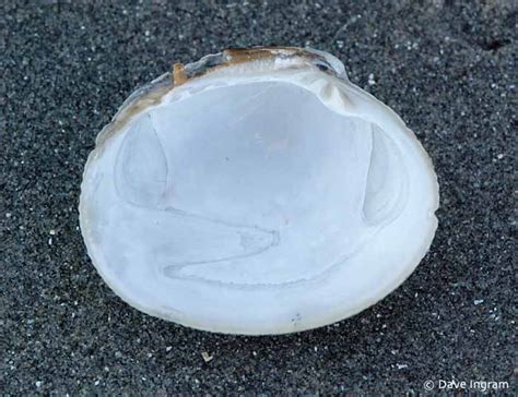 Pacific Littlenecks